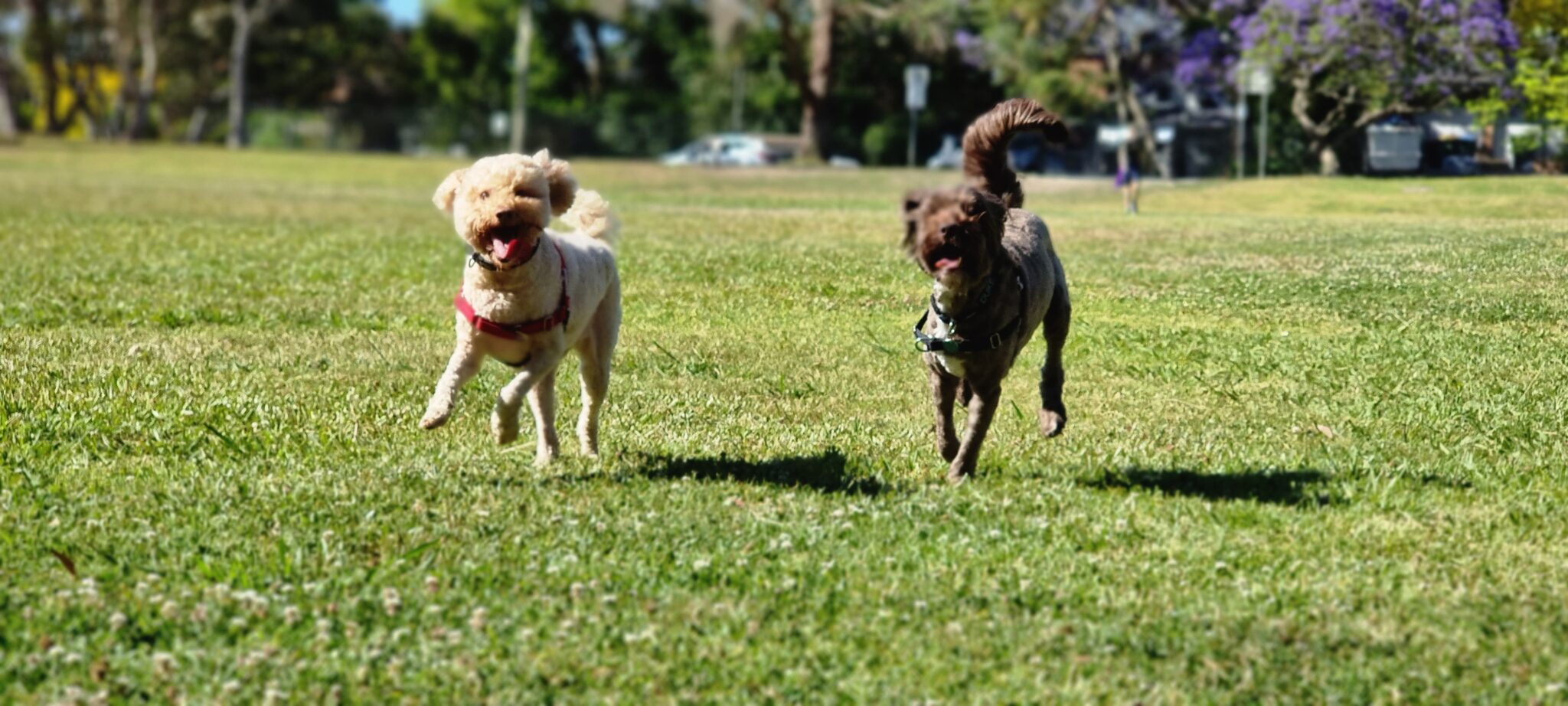 10 Random Dog Facts That You Might Not Know – Practice Paws