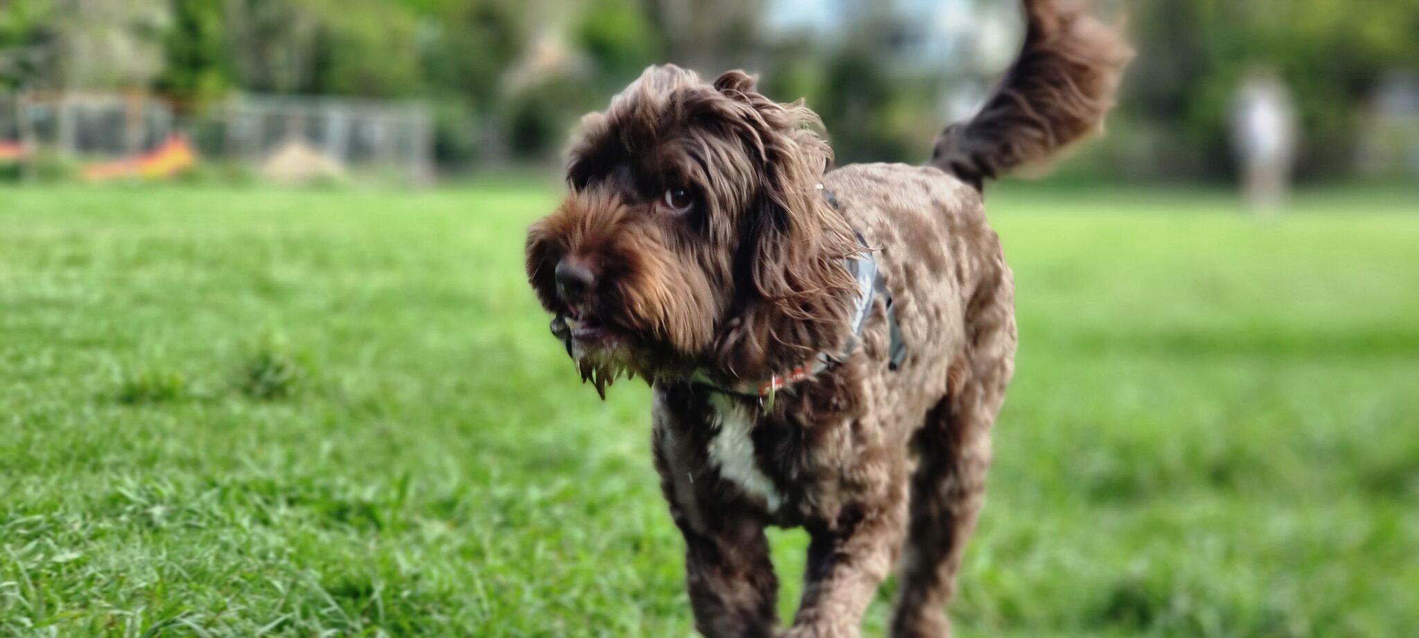 20 Fun Commands to Teach Your Dog – Practice Paws